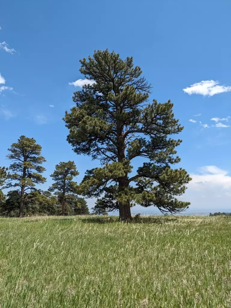 Pinus ponderosa ssp. scopulorum - Conifer - Ponderosa Pine, Rocky ...