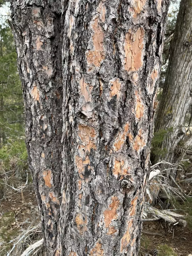 Pinus ponderosa ssp. scopulorum - Conifer - Ponderosa Pine, Rocky ...