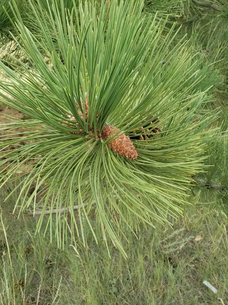 Pinus ponderosa ssp. scopulorum - Conifer - Ponderosa Pine, Rocky ...