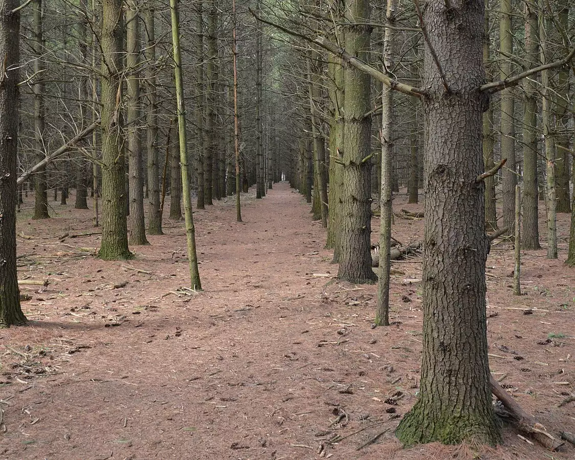 Pinus strobus Michigan - Conifer - Eastern White Pine, Northern White ...