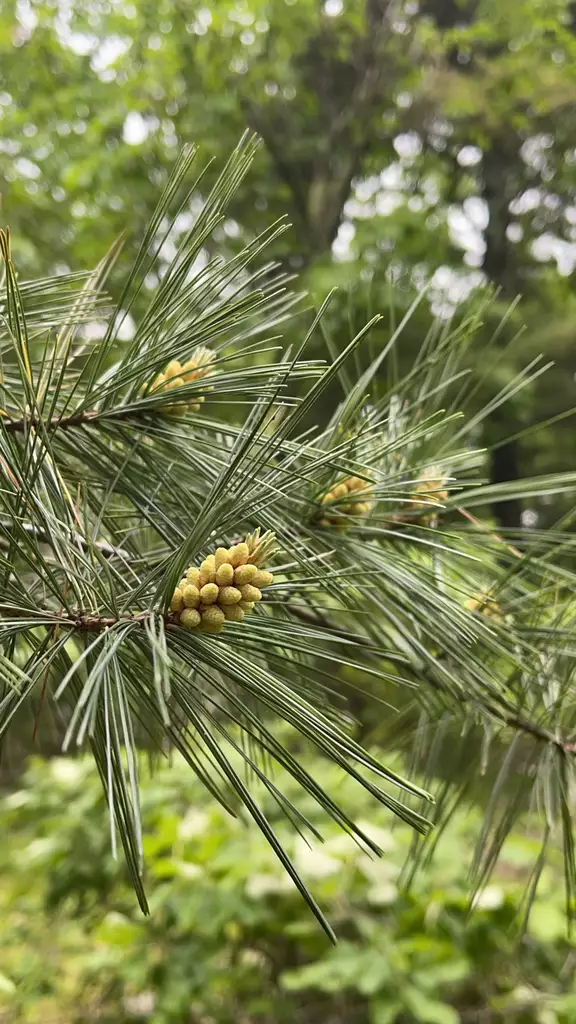 Pinus strobus Michigan - Conifer - Eastern White Pine, Northern White ...