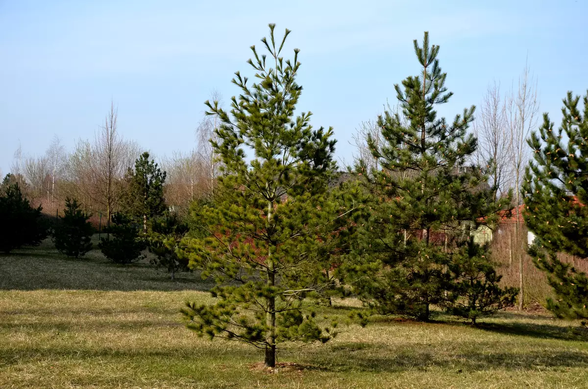 Pinus strobus Minnesota - Conifer - Eastern White Pine, Northern White ...