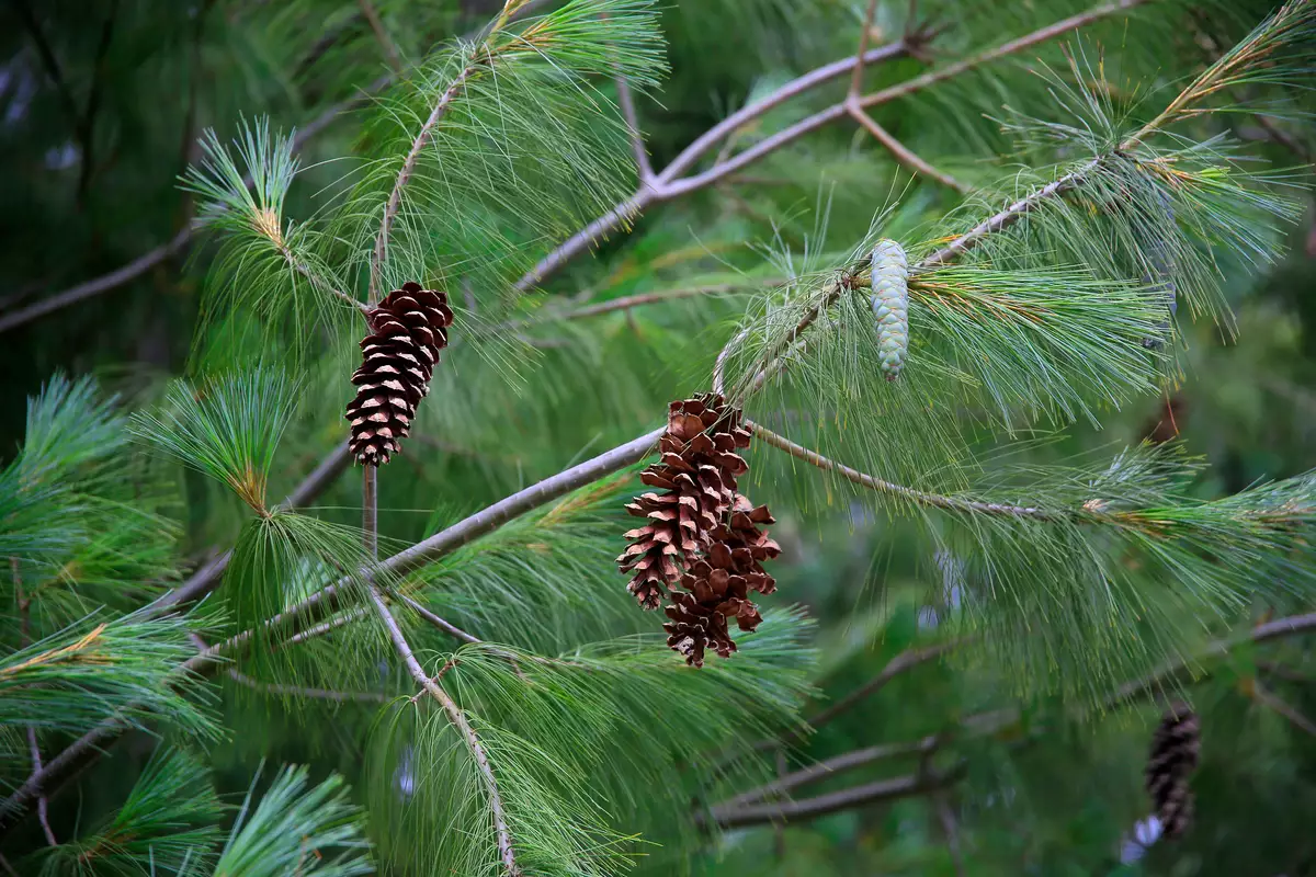 Pinus strobus Minnesota - Conifer - Eastern White Pine, Northern White ...
