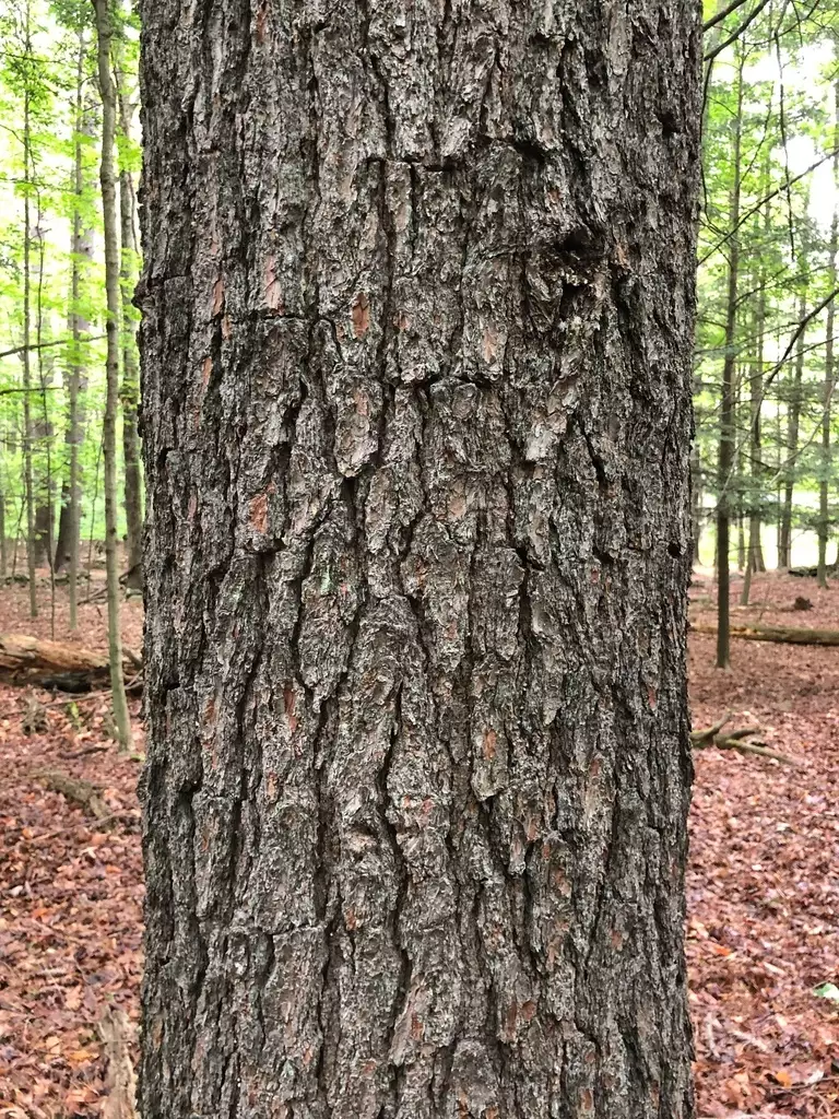 Pinus strobus Minnesota - Conifer - Eastern White Pine, Northern White ...