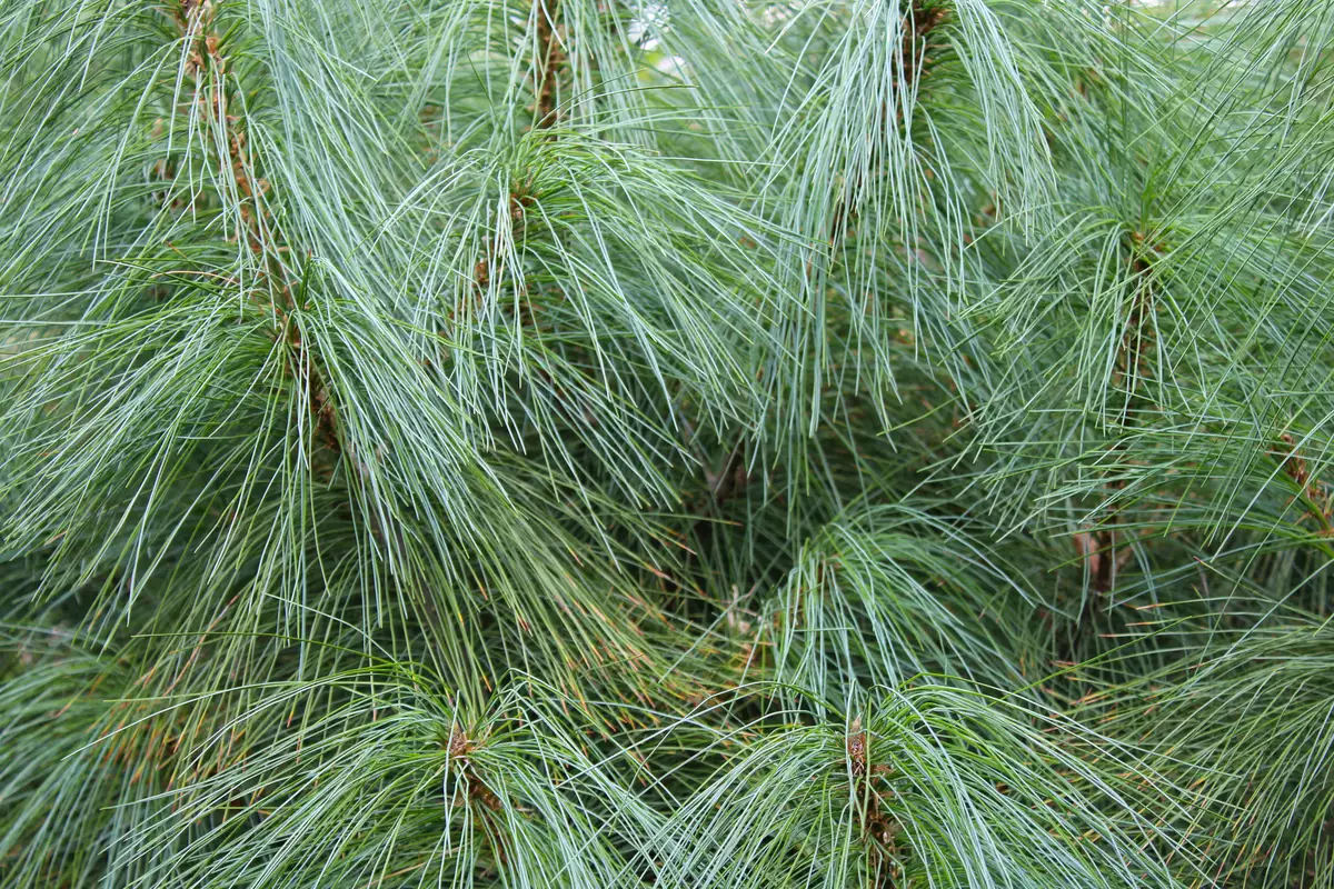 Pinus wallichiana - Conifer - Bhutan Pine, Blue Pine, Himalayan White Pine
