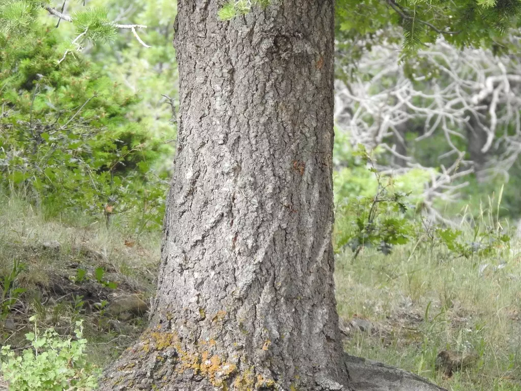 Abies concolor ssp. concolor 'Swift's Silver' - Conifer - Swift's ...