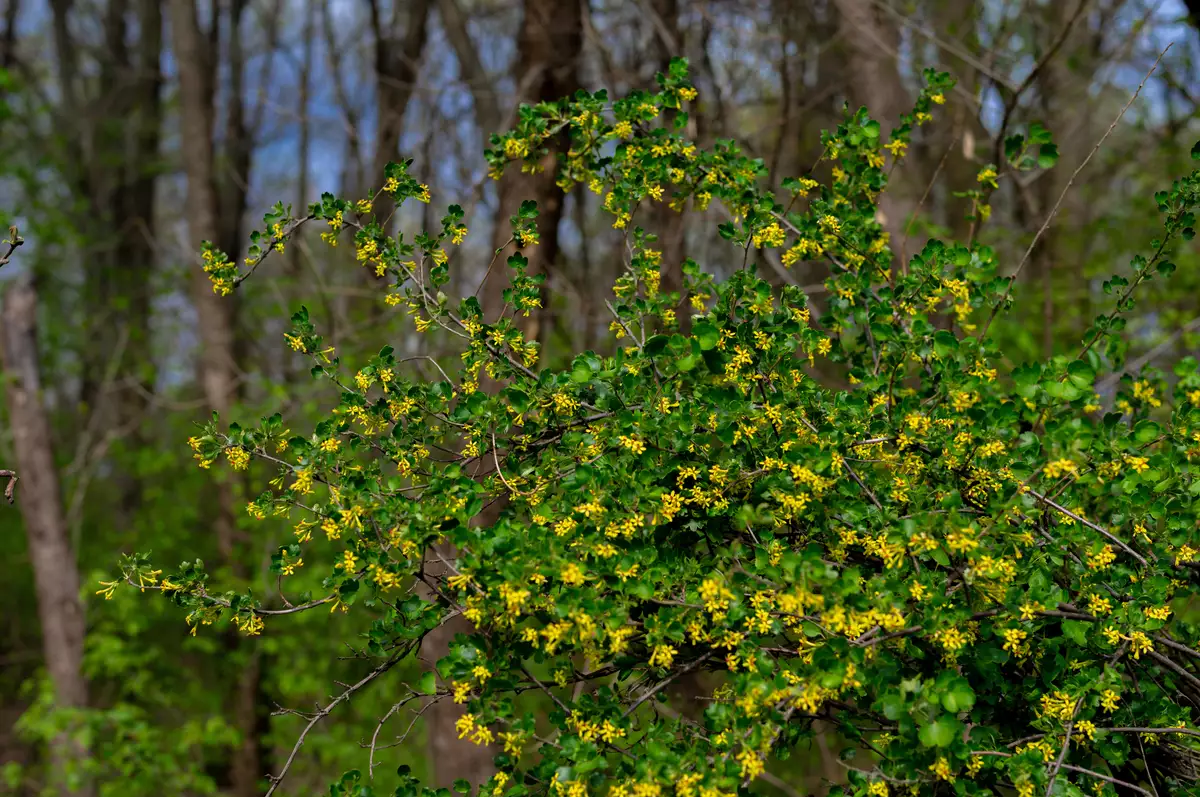 Ribes aureum - Shrub,Web page Navigation - Buffalo Currant, Clove ...