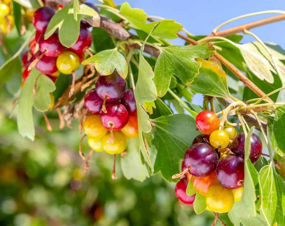 Ribes aureum - Shrub,Web page Navigation - Buffalo Currant, Clove ...
