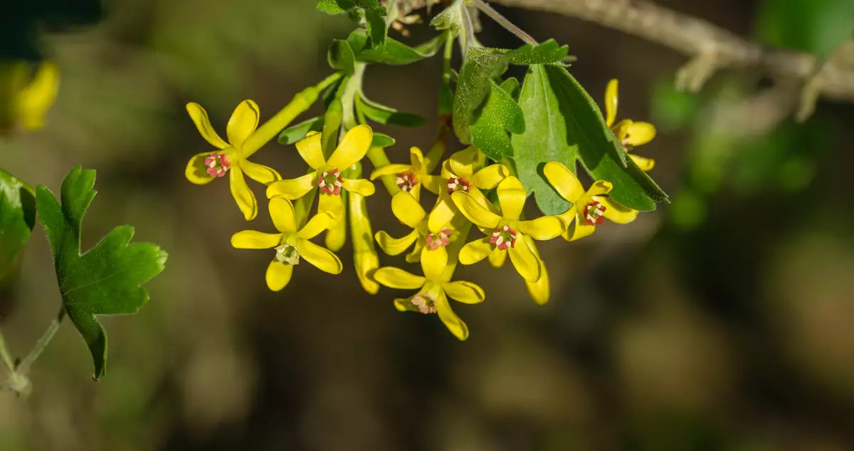 Ribes aureum - Shrub,Web page Navigation - Buffalo Currant, Clove ...