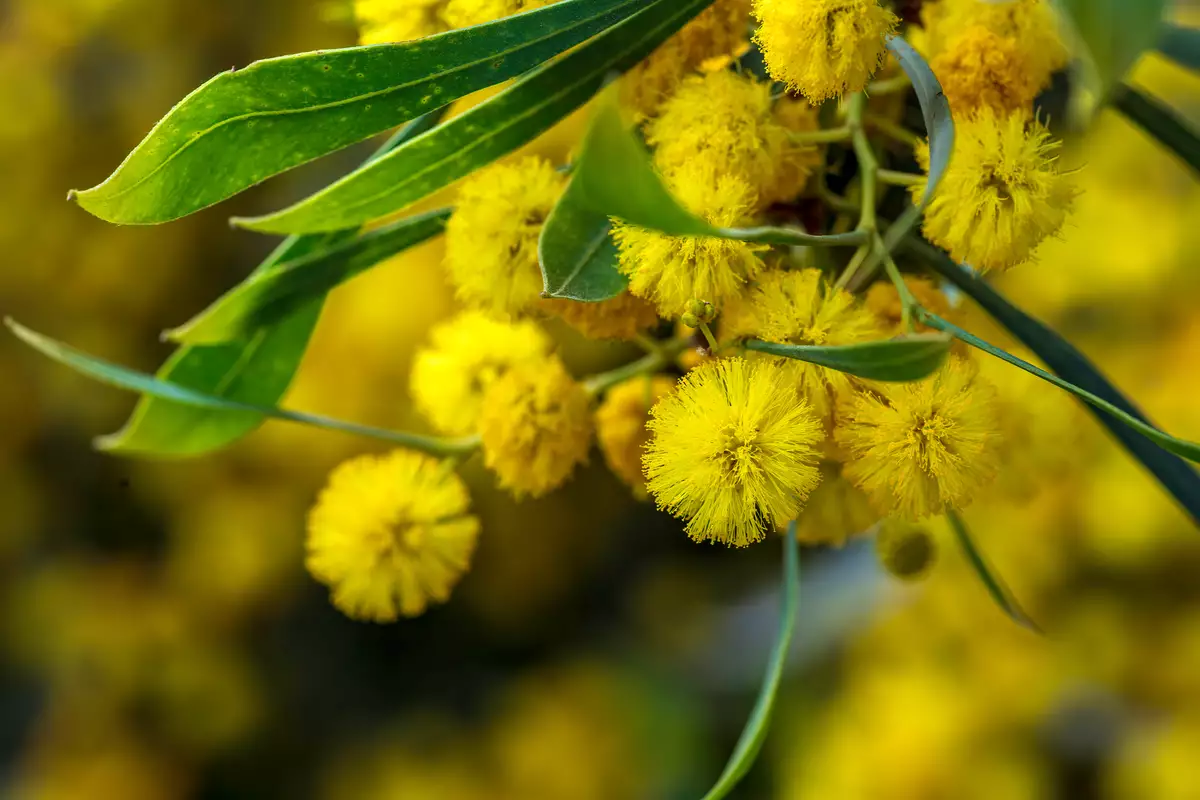 Acacia baileyana - Flowering Tree - Bailey Acacia, Cootamundra Wattle ...