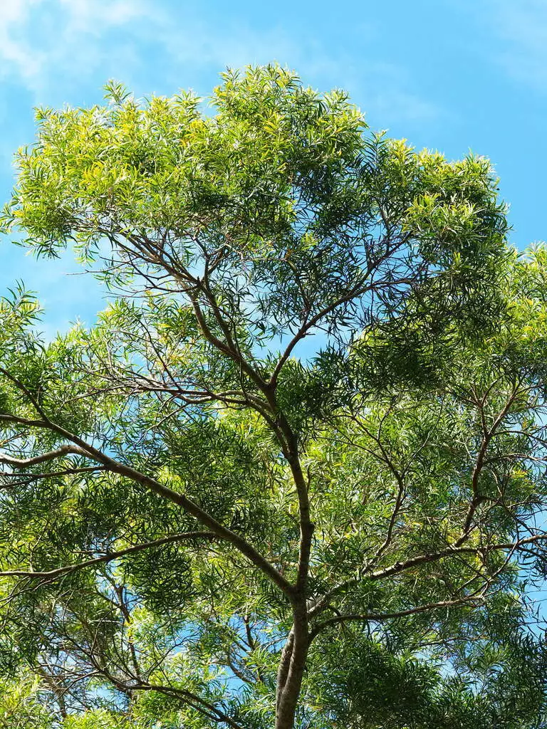 Acacia confusa - Evergreen Leaves,Flowering Tree,Hardwood,Medicinal ...