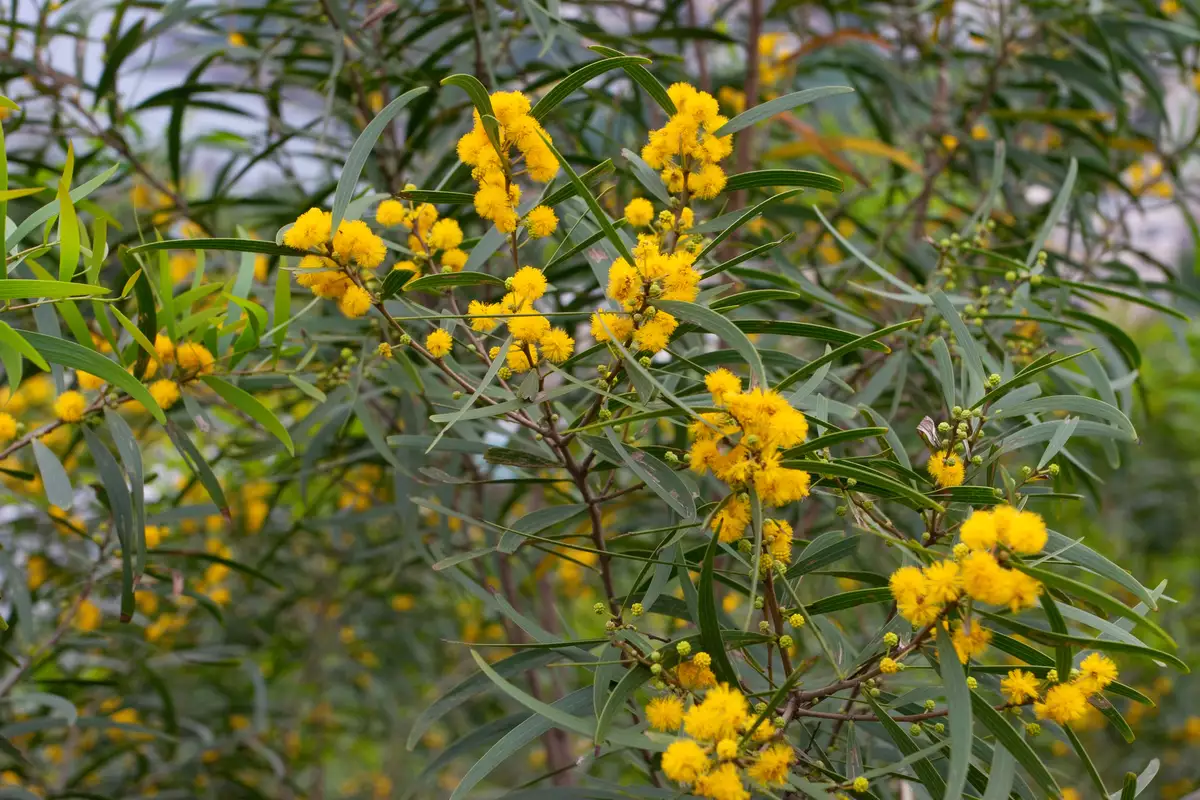 Acacia confusa - Evergreen Leaves,Flowering Tree,Hardwood,Medicinal ...