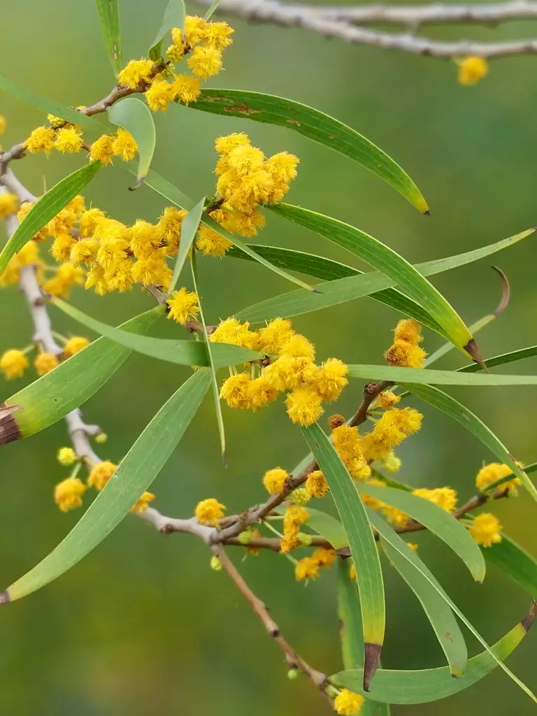 Acacia confusa - Evergreen Leaves,Flowering Tree,Hardwood,Medicinal ...