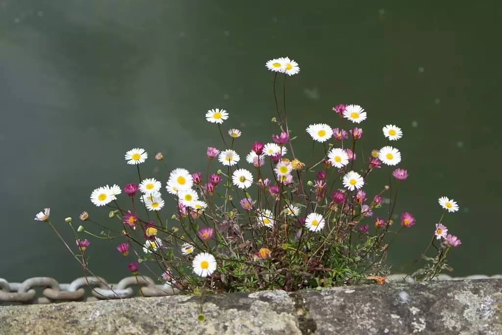 Erigeron karvinskianus - Web page Navigation - Latin American Fleabane ...
