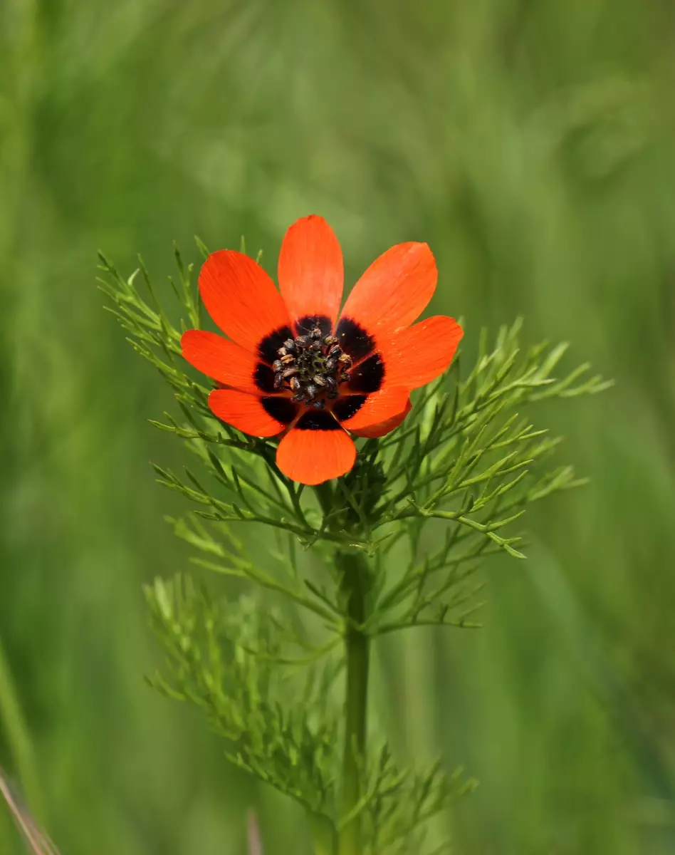 Adonis aestivalis - Annual,Flower,Herbaceous Plants,Medicinal Herbs,Web ...