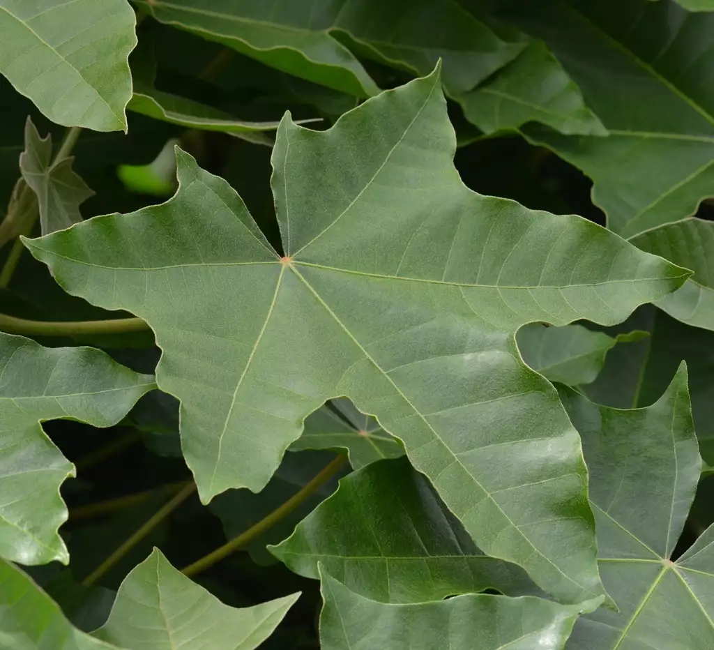 Aleurites moluccana - Web page Navigation - Candlenut Tree, Indian ...