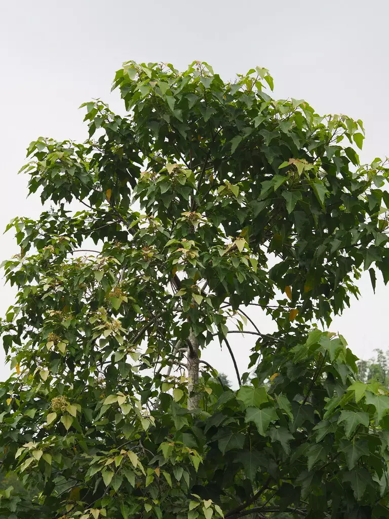 Aleurites moluccana - Web page Navigation - Candlenut Tree, Indian ...