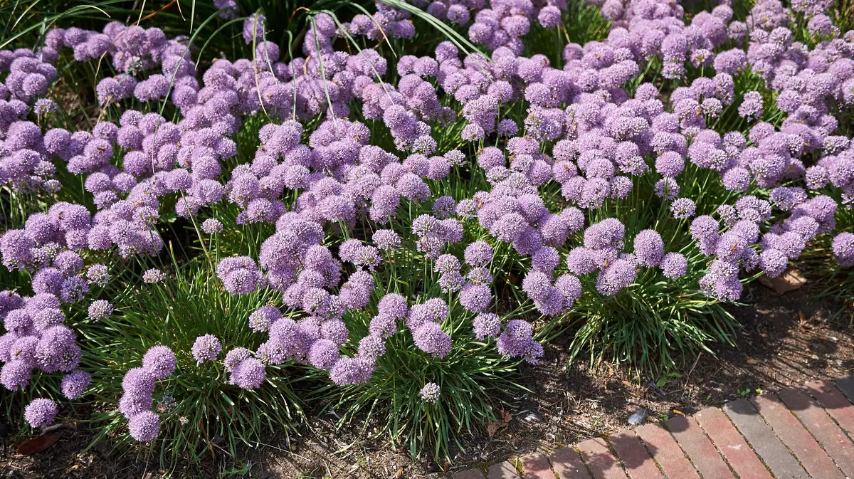 Allium senescens - Flower,Herbaceous Plants,Perennial,Web page ...