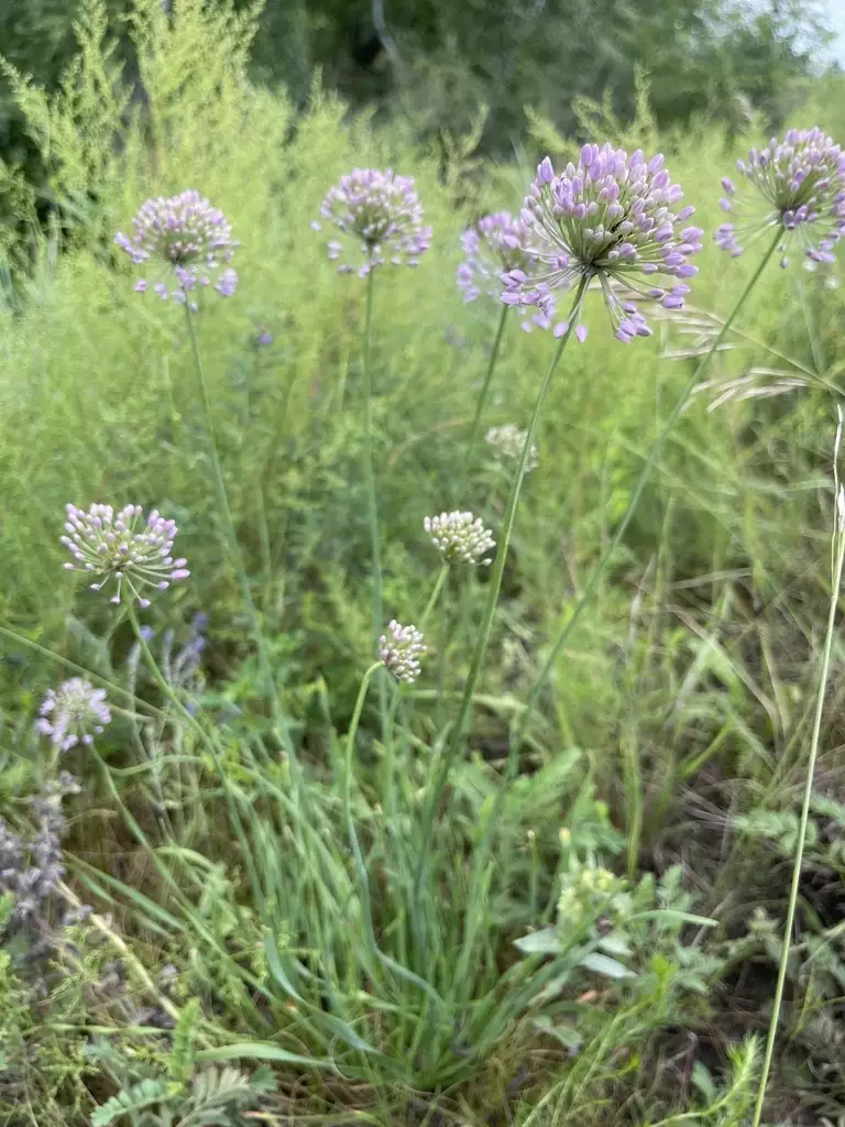 Allium senescens - Flower,Herbaceous Plants,Perennial,Web page ...