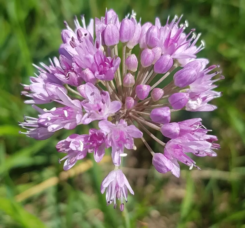 Allium senescens - Flower,Herbaceous Plants,Perennial,Web page ...