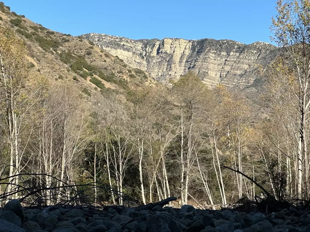 Alnus rhombifolia - Deciduous - Sierra Alder, White Alder
