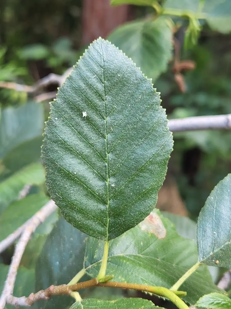 Alnus rhombifolia - Deciduous - Sierra Alder, White Alder