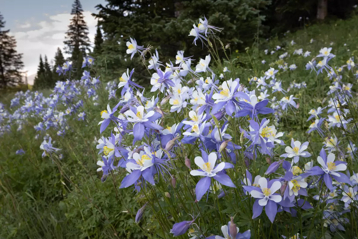 Aquilegia caerulea - Herbaceous Plants,Perennial,Wildflowers - Colorado ...