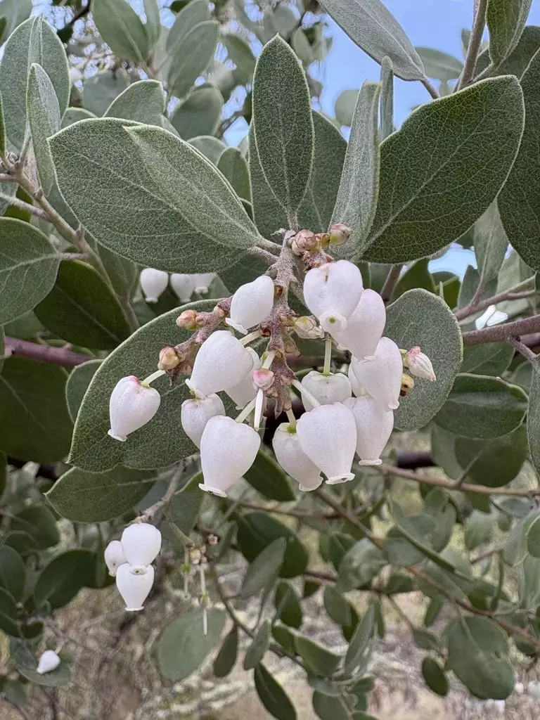 Arctostaphylos manzanita - Medicinal Herbs,Shrub - Common Manzanita ...