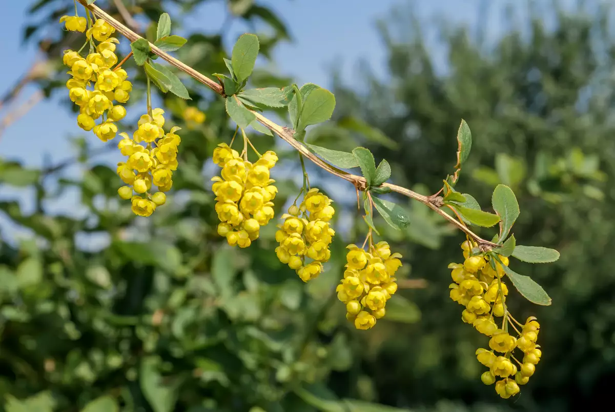 Berberis vulgaris - Medicinal Herbs,Shrub - Common Barberry, European ...