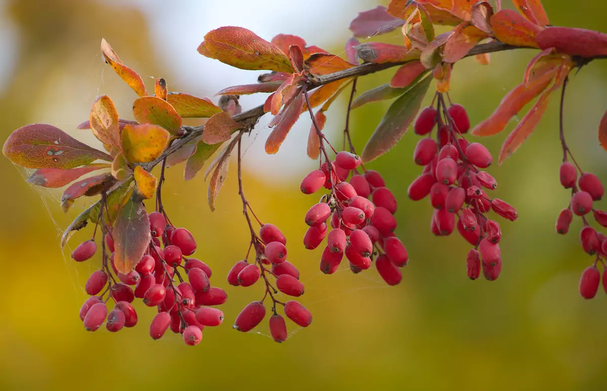 Berberis vulgaris - Medicinal Herbs,Shrub - Common Barberry, European ...