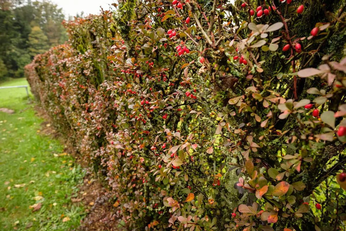 Berberis vulgaris - Medicinal Herbs,Shrub - Common Barberry, European ...