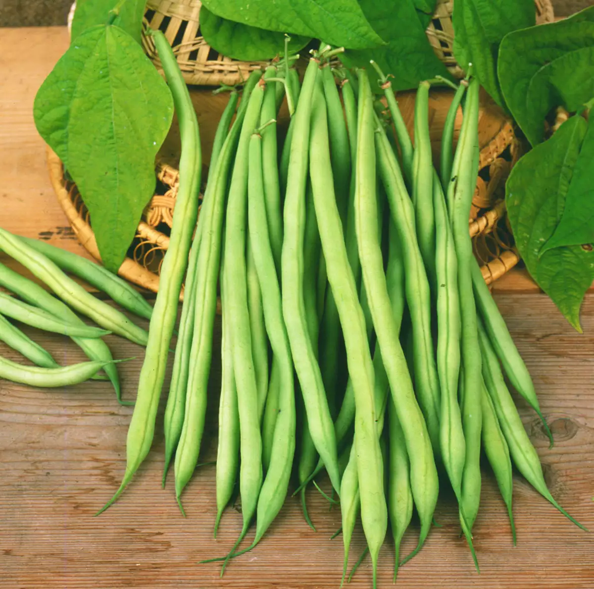 Phaseolus vulgaris 'Tenderette' - Herbaceous Plants,Medicinal Herbs ...