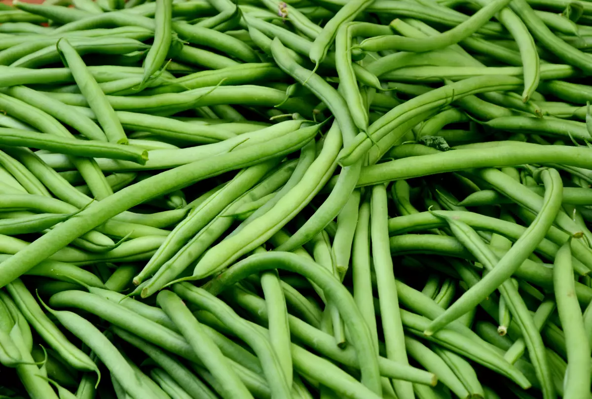Phaseolus vulgaris 'Tenderette' - Herbaceous Plants,Medicinal Herbs ...