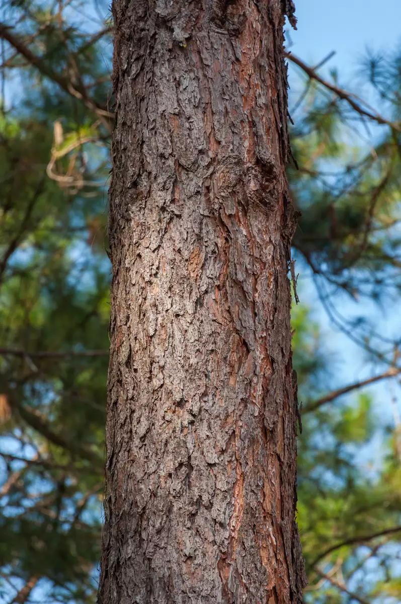 Pinus kesiya var. langbianensis - Conifer - Simao Pine