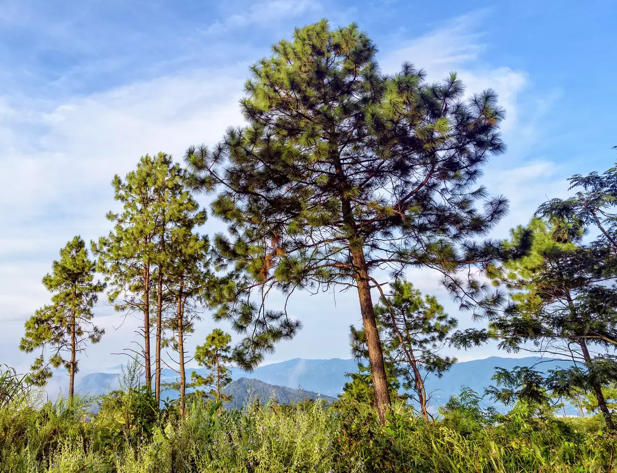 Pinus kesiya var. langbianensis - Conifer - Simao Pine