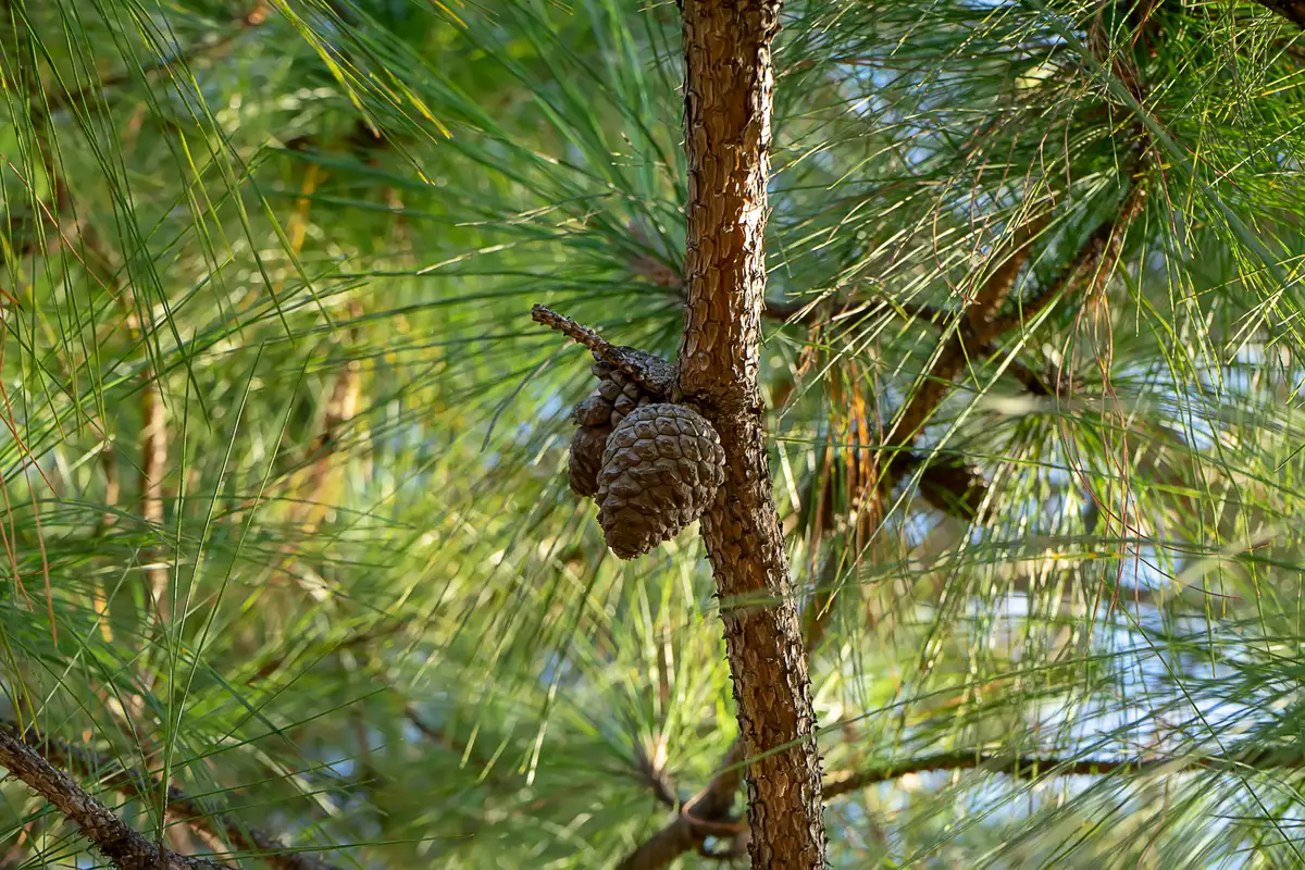 Pinus kesiya var. langbianensis - Conifer - Simao Pine