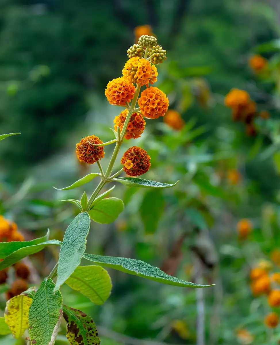 Buddleja globosa - Medicinal Herbs,Shrub - Orange Butterfly Bush ...