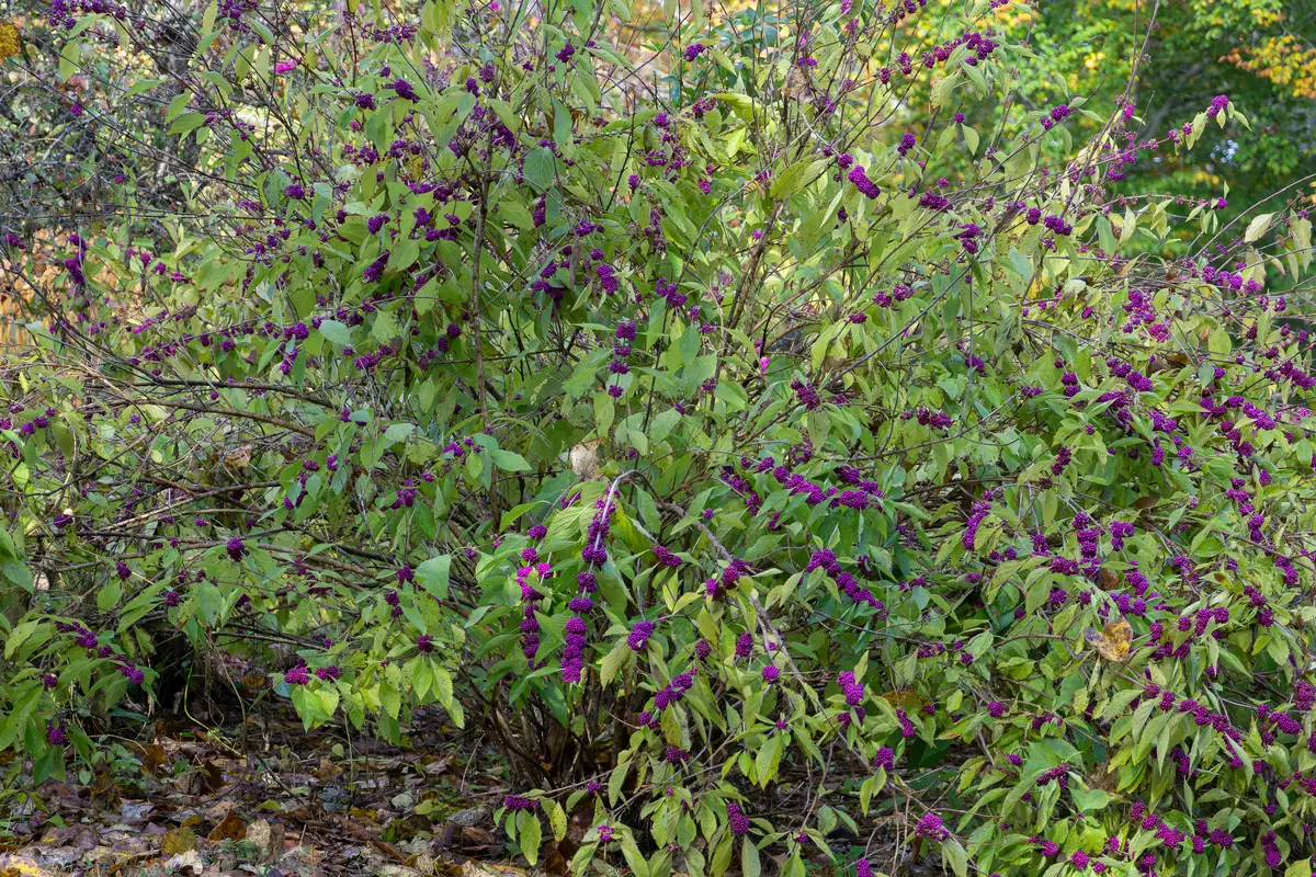 Callicarpa americana - Shrub - American Beautyberry