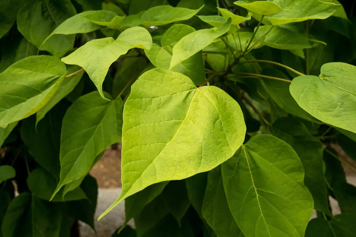 Catalpa speciosa - Flowering Tree - Catawba Tree, Hardy Catalpa ...