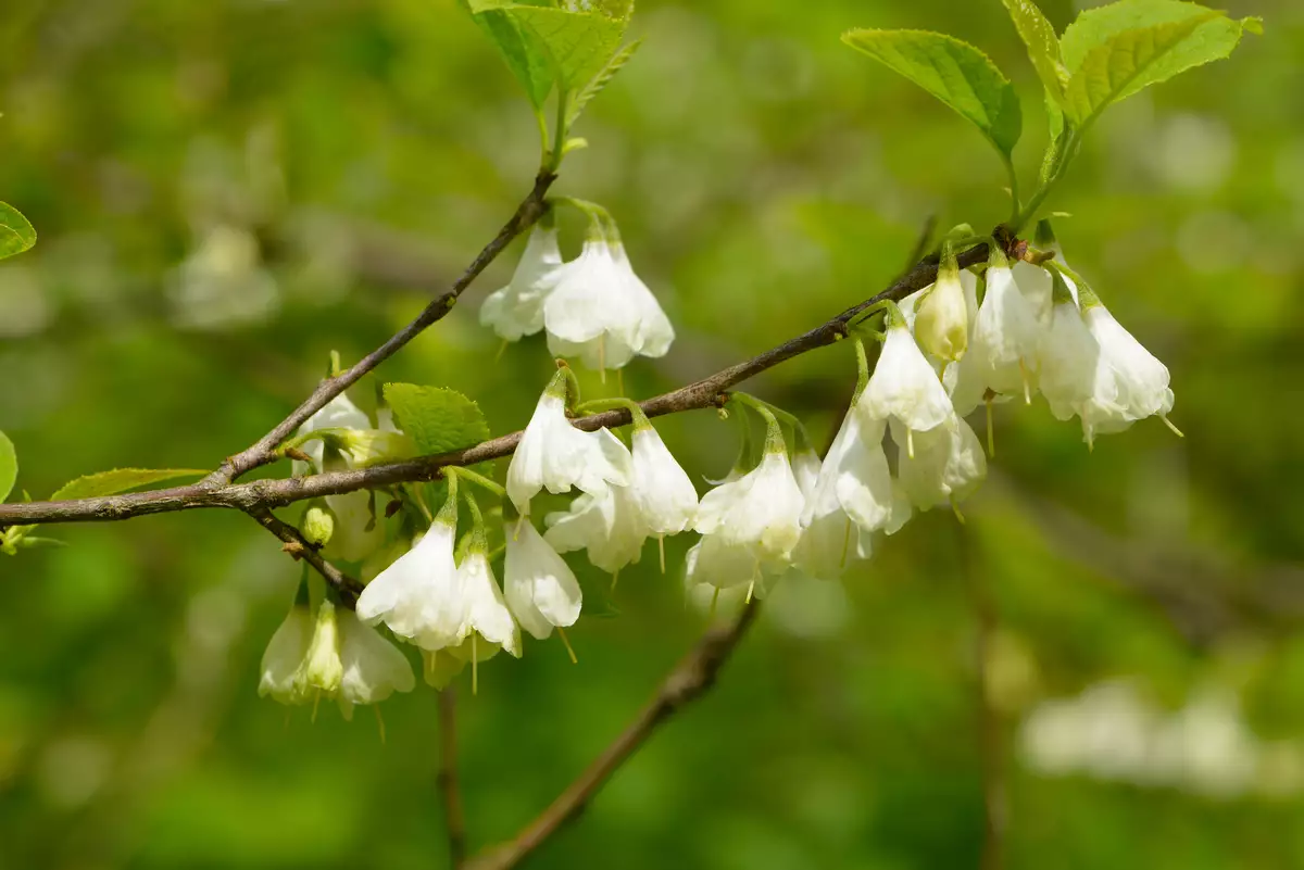 Halesia carolina - Deciduous,Flowering Tree - Carolina Silverbell ...