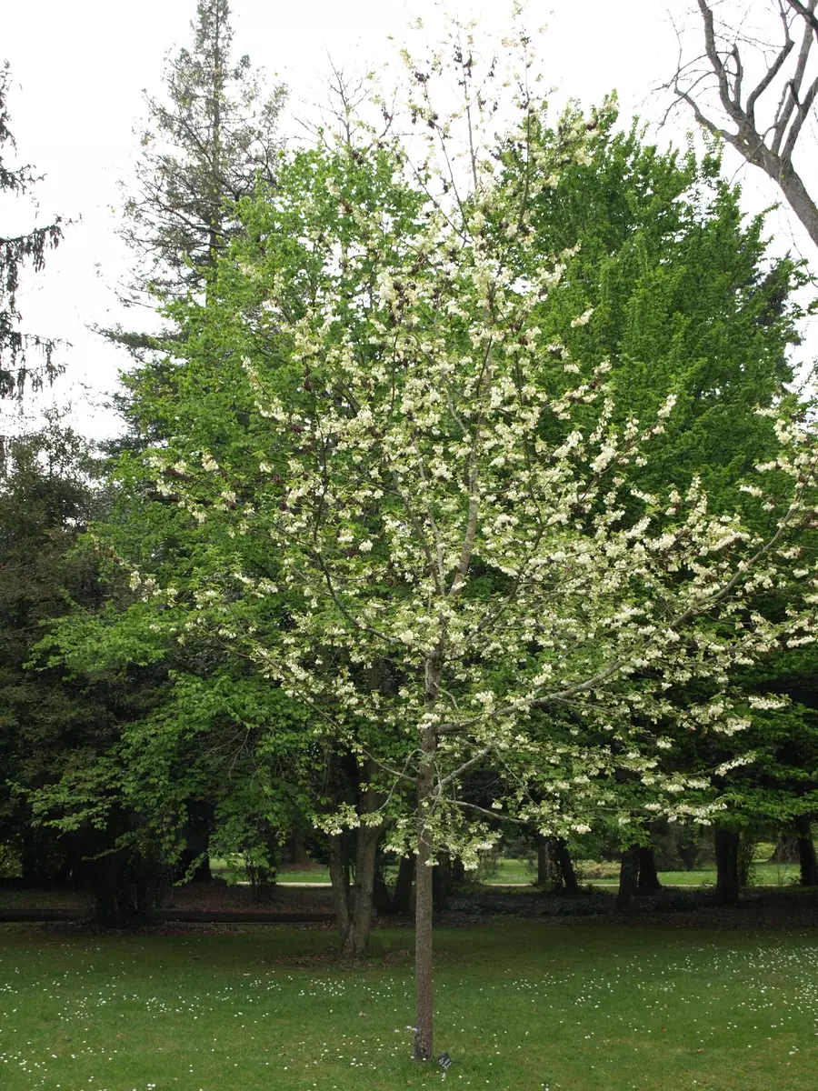Halesia carolina - Deciduous,Flowering Tree - Carolina Silverbell ...