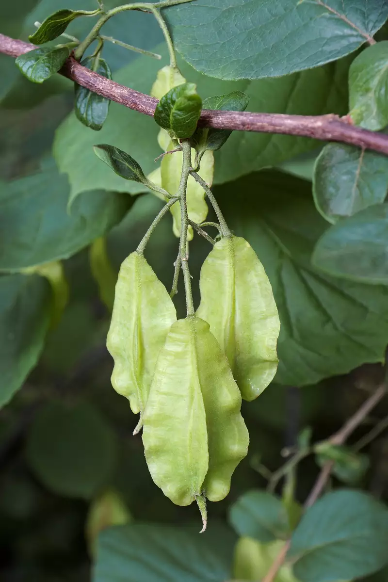 Halesia carolina - Deciduous,Flowering Tree - Carolina Silverbell ...