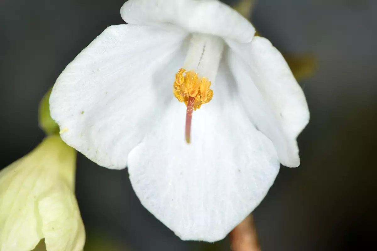 Halesia carolina - Deciduous,Flowering Tree - Carolina Silverbell ...