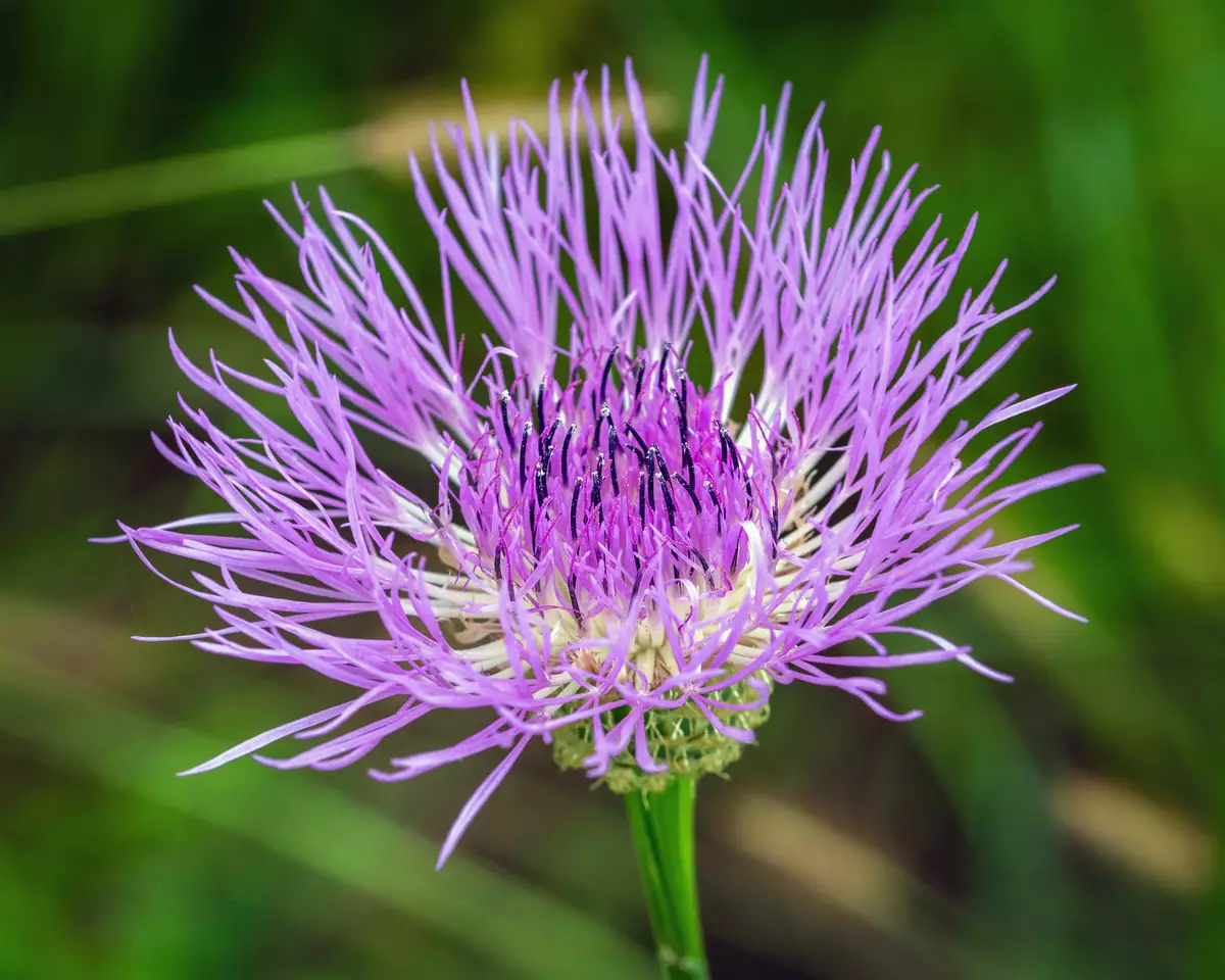 Centaurea americana - Herbaceous Plants,Perennial,Wildflowers ...