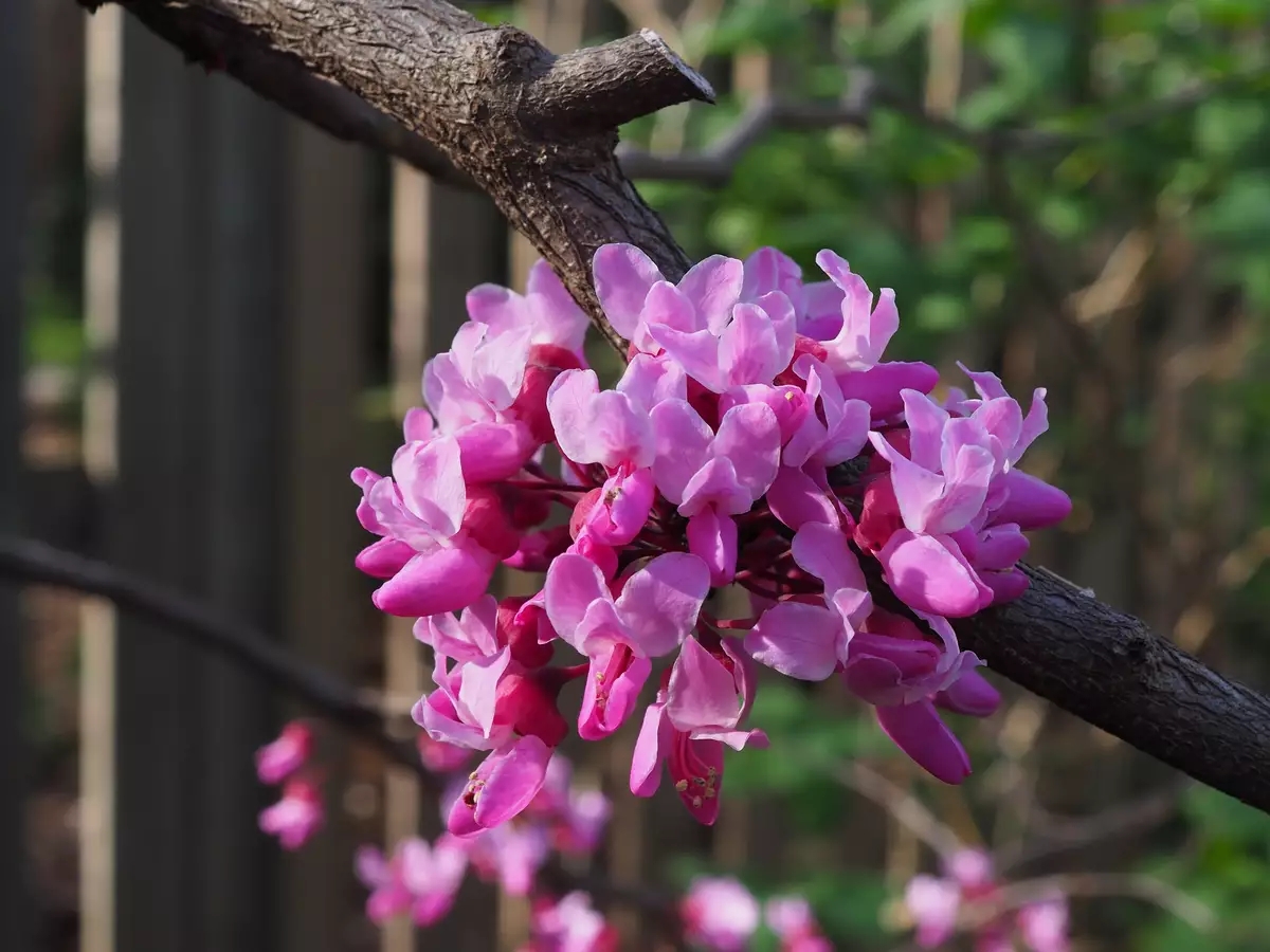 Cercis canadensis Southern - Flowering Tree - Eastern Redbud, Redbud