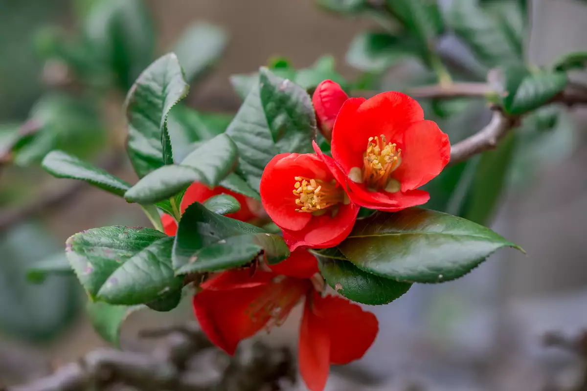 Chaenomeles japonica - Common Bonsai,Shrub - Dwarf Flowering Quince ...