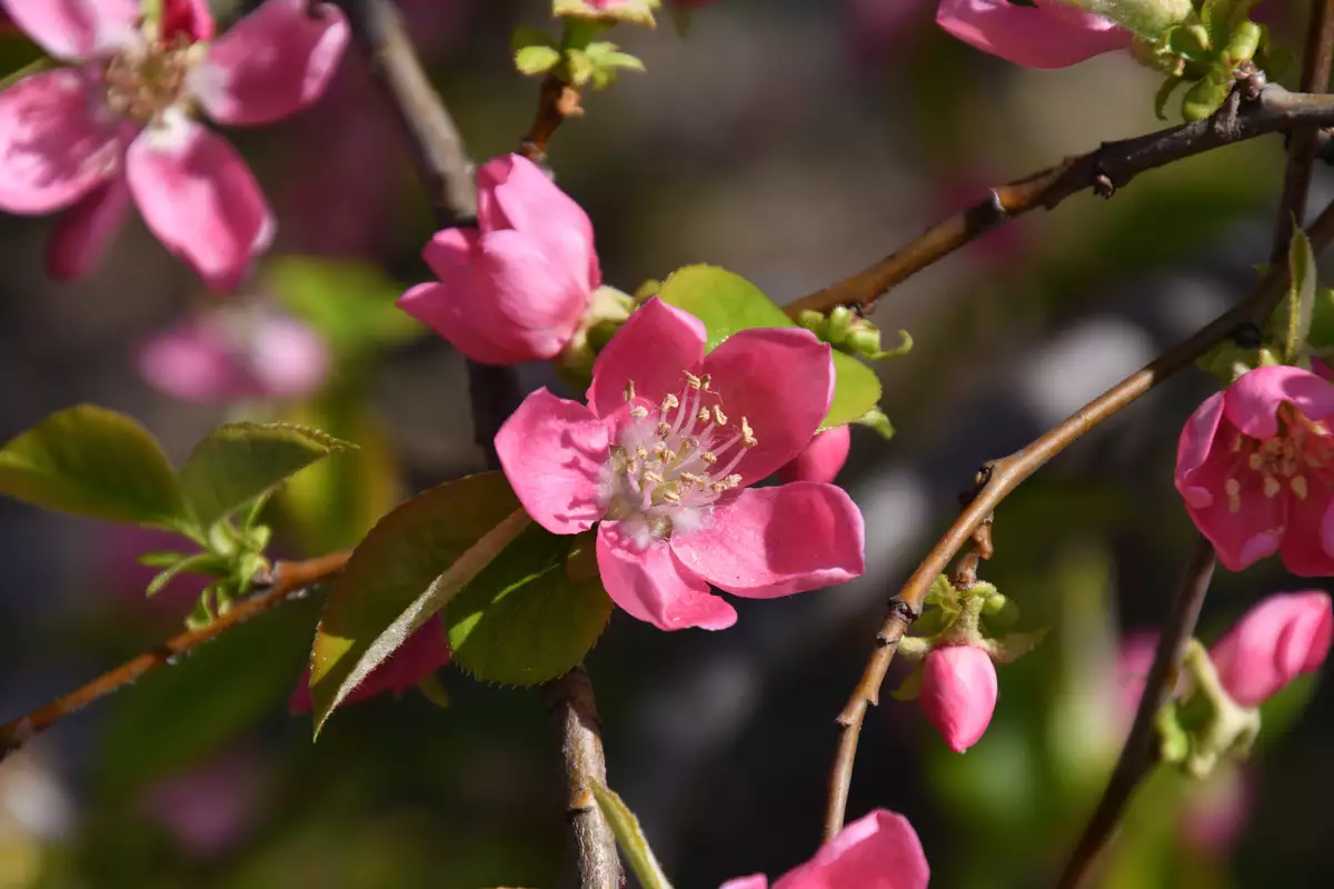 Chaenomeles sinensis - Common Bonsai,Flowering Tree,Medicinal Herbs ...