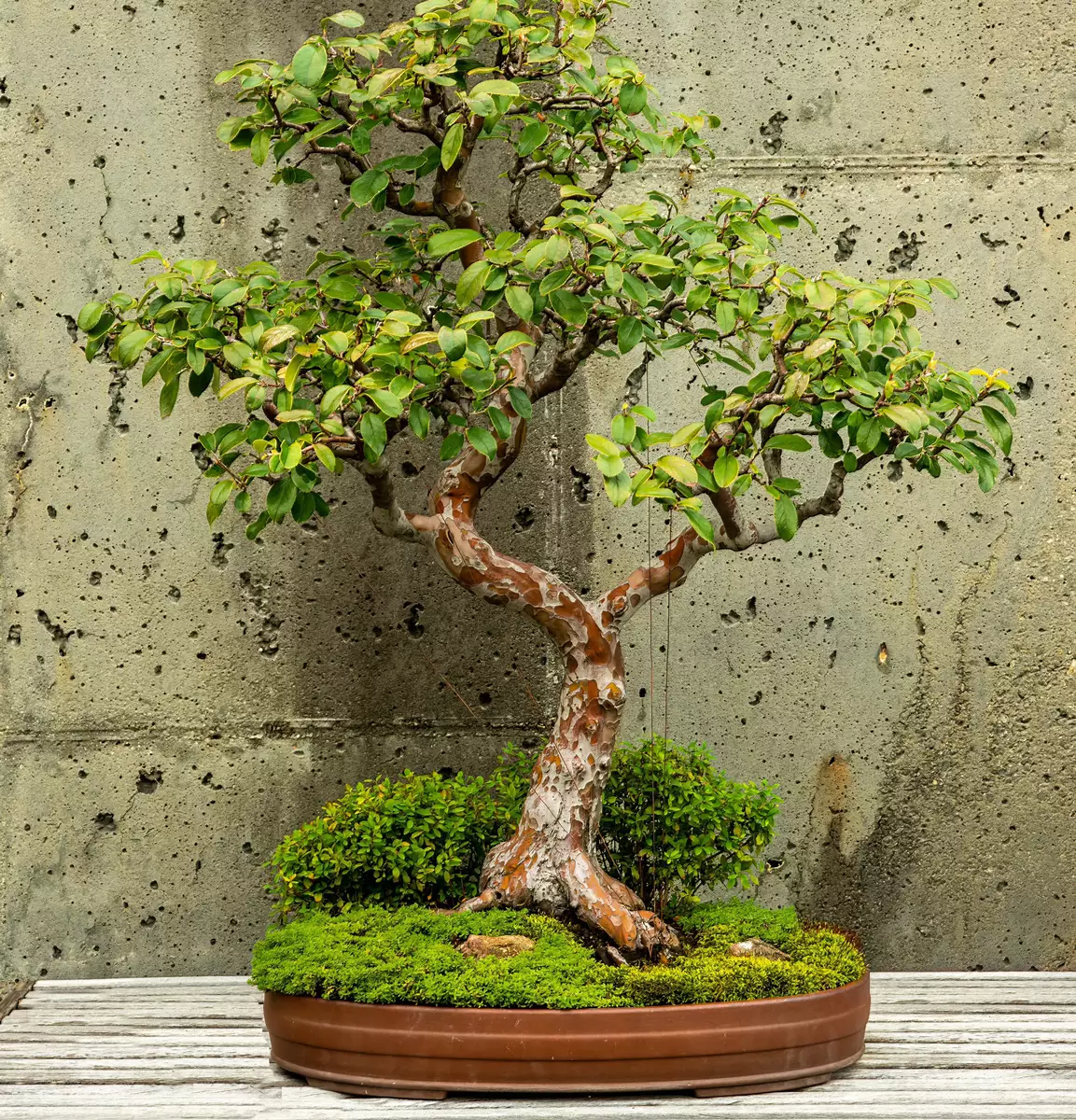 Chaenomeles sinensis - Common Bonsai,Flowering Tree,Medicinal Herbs ...