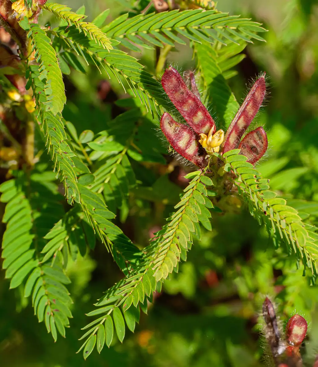 Chamaecrista nictitans - Annual,Flower,Herbaceous Plants,Tropical,Web ...
