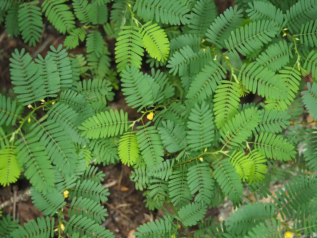 Chamaecrista nictitans - Annual,Flower,Herbaceous Plants,Tropical,Web ...